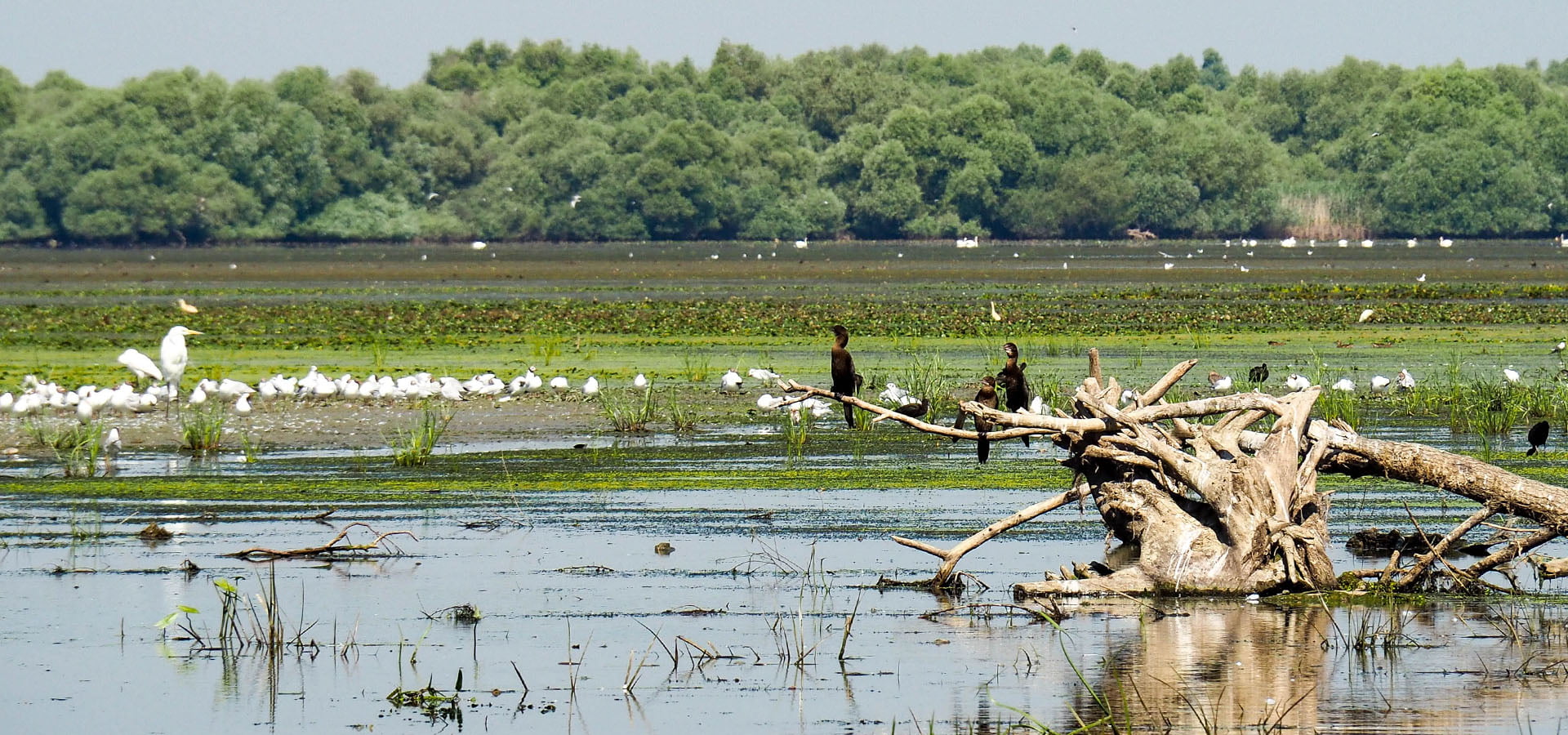 Duna-delta - egy életre szóló kaland - Mercurius Tour